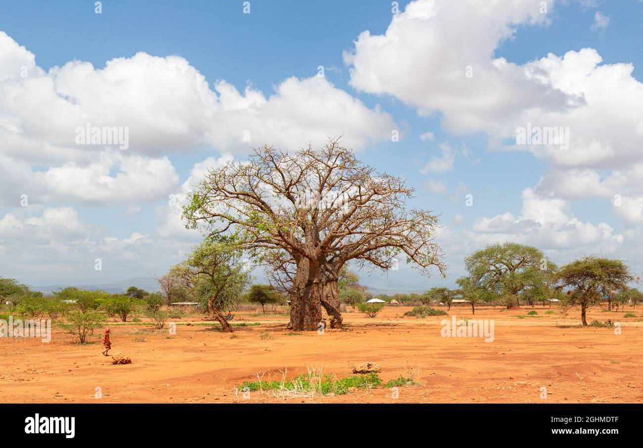 Big baobab tree in savannah in Kenya Stock Photo - Alamy