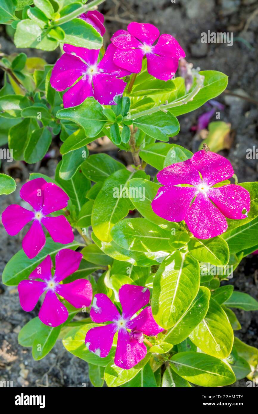 Vinca roseus 'Vitesse Raspberry' Stock Photo - Alamy