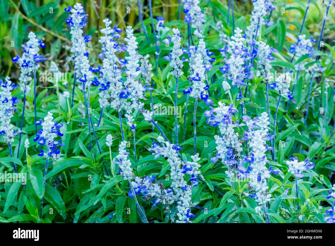 Salvia farinacea 'Strata' Stock Photo - Alamy