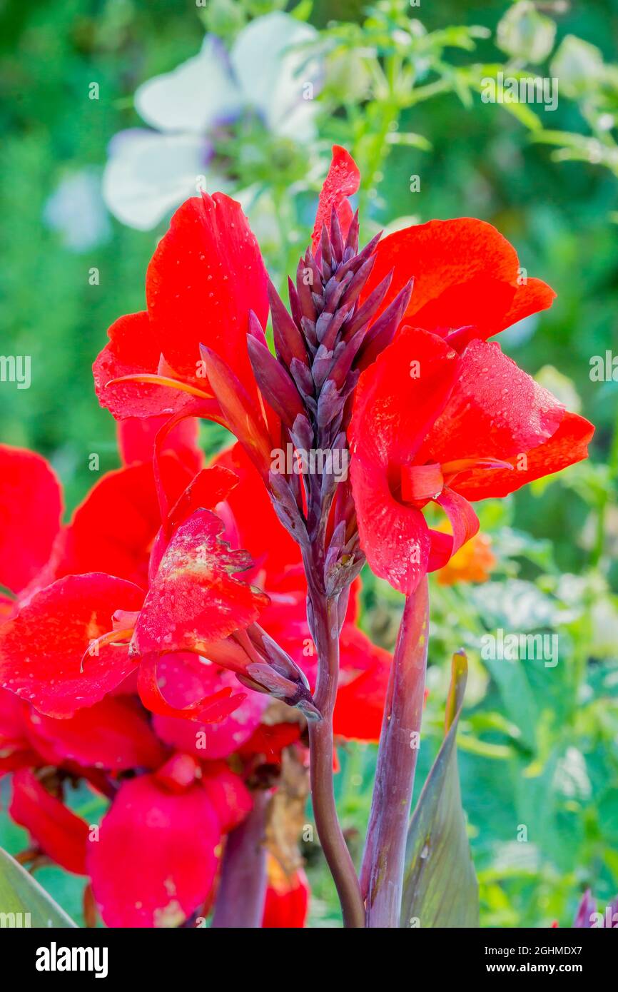 Canna generalis Cannova 'Bronze Scarlet' F1 Stock Photo - Alamy