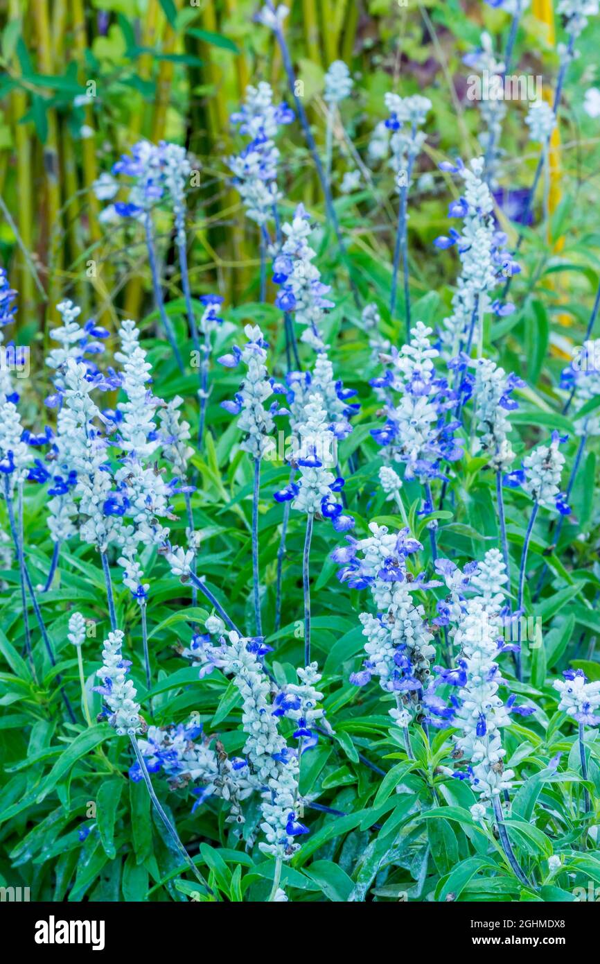Salvia farinacea strata hi-res stock photography and images - Alamy