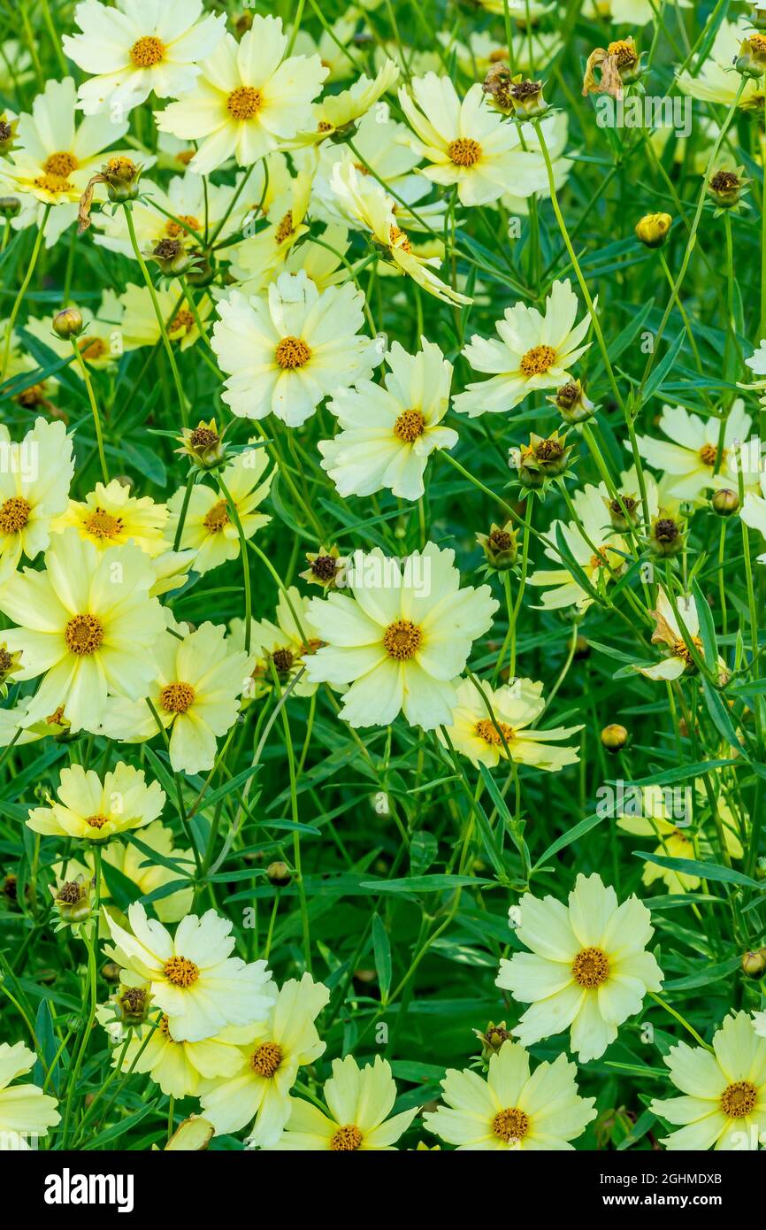 Tickseed coreopsis sp hi-res stock photography and images - Alamy