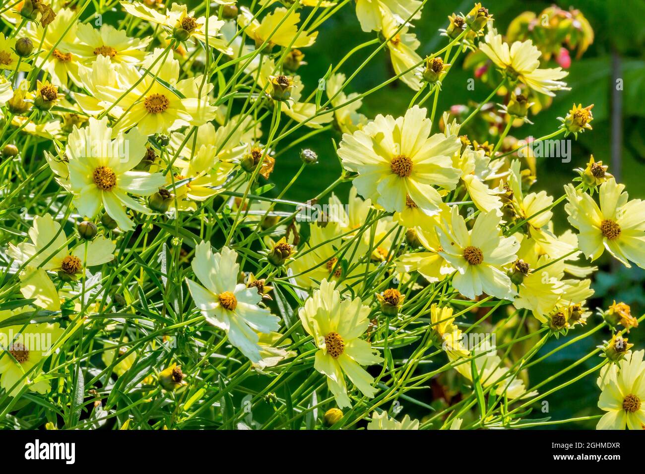 Coreopsis verticillata 'Full Moon' Stock Photo - Alamy
