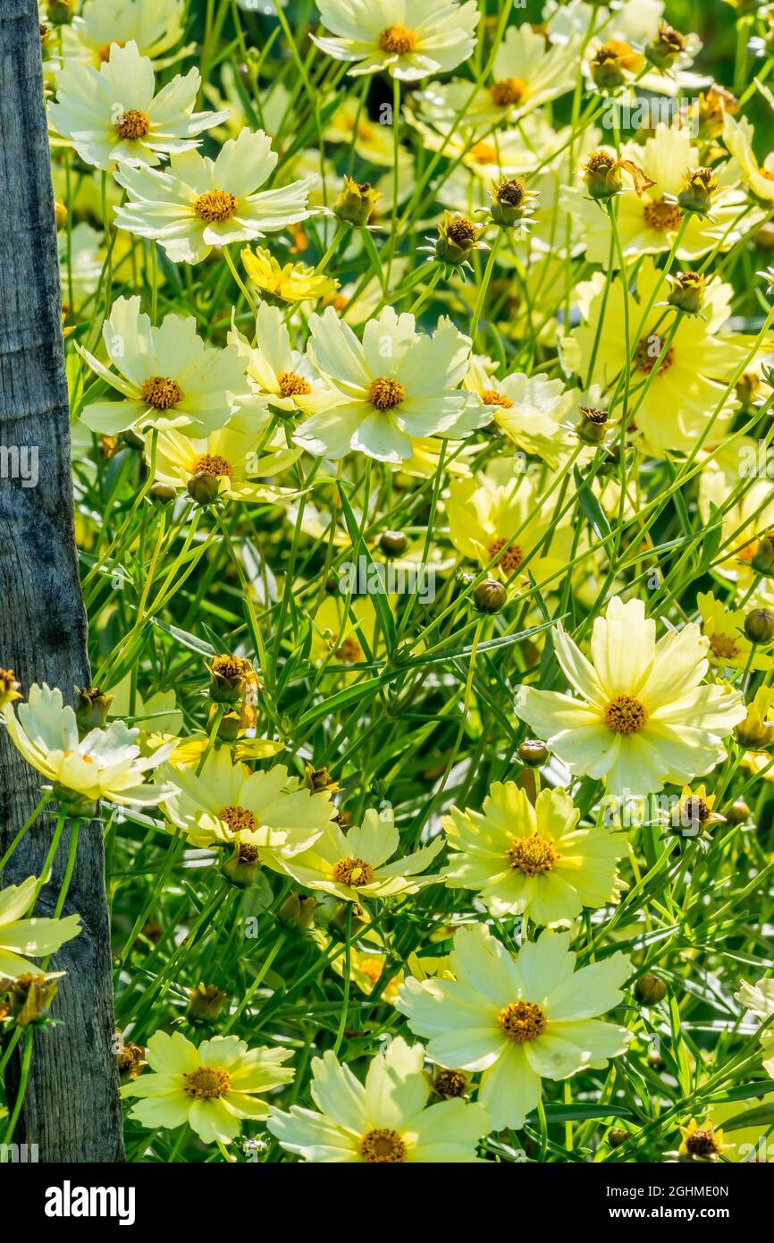 Coreopsis verticillata 'Full Moon' Stock Photo - Alamy