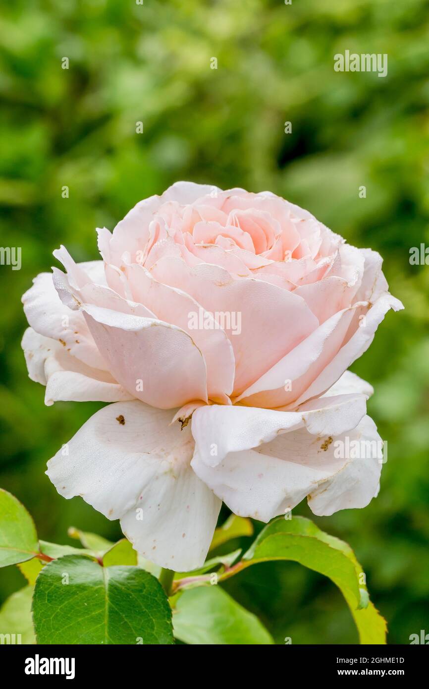 Rose tree 'Queen Elisabeth' in bloom in a garden Stock Photo - Alamy