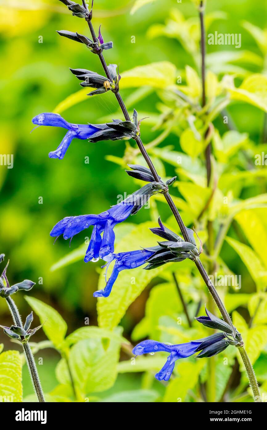 Salvia guaranitica 'Black & Blue' Stock Photo - Alamy