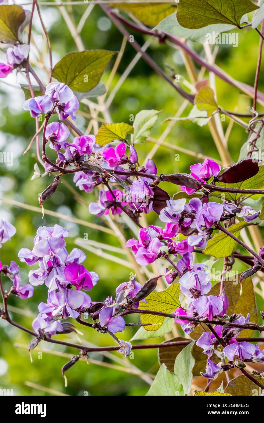 Lablab beans hi-res stock photography and images - Alamy