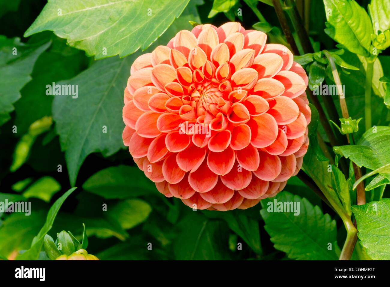 Dahlia 'Jomanda' in bloom in a garden Stock Photo - Alamy