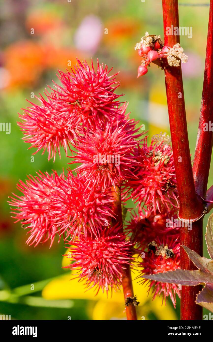 Ricinus communis 'Red Spire' Stock Photo - Alamy