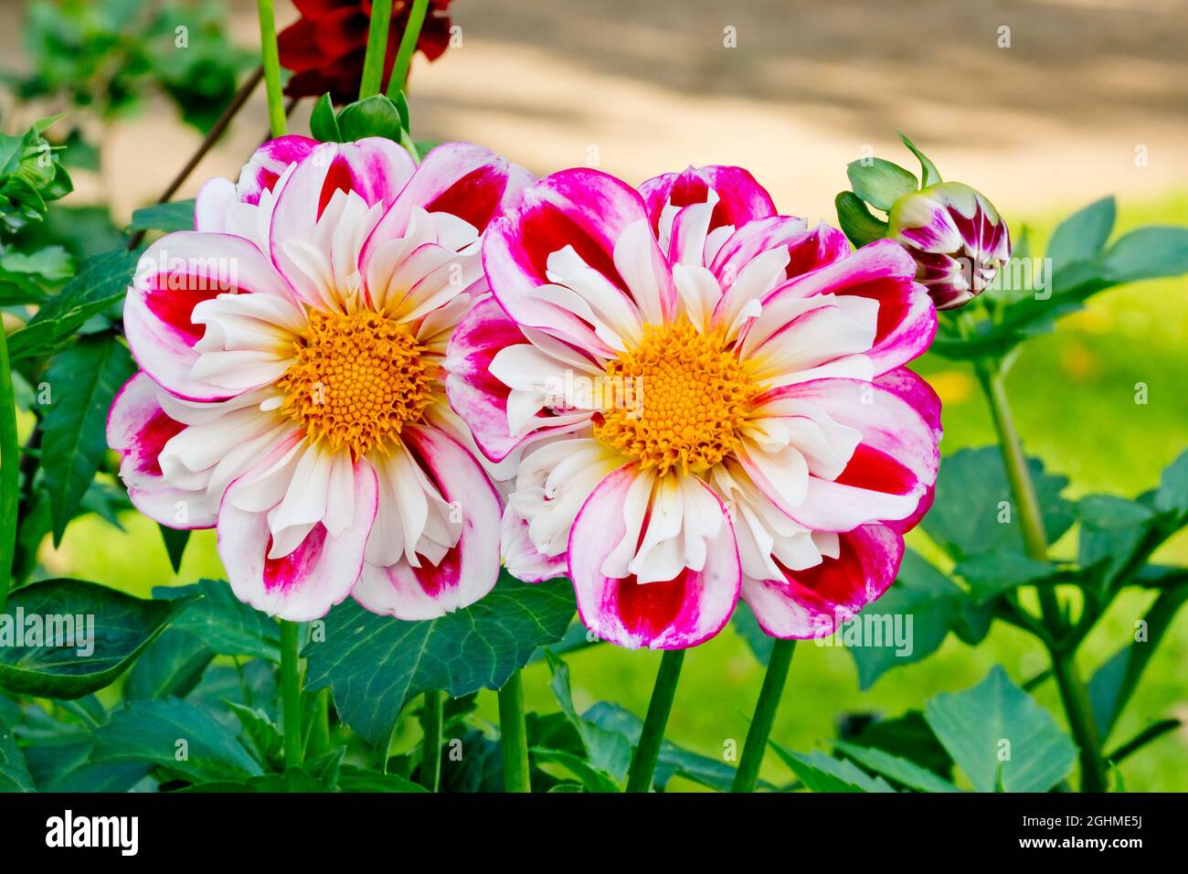 Dahlia bumble rumble hi-res stock photography and images - Alamy