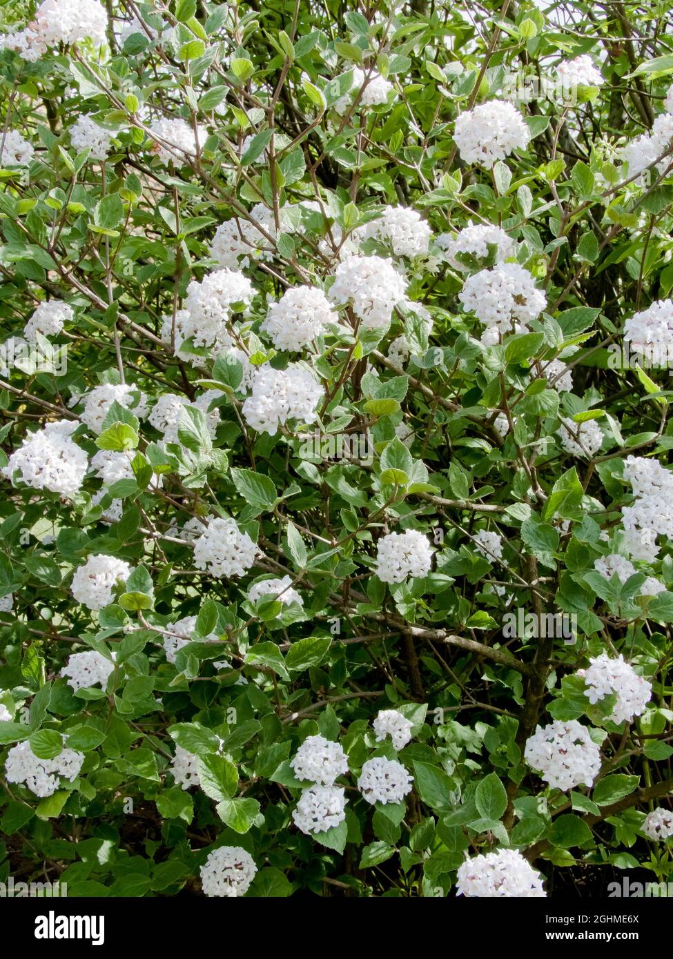 Viburnum carlesii Stock Photo - Alamy