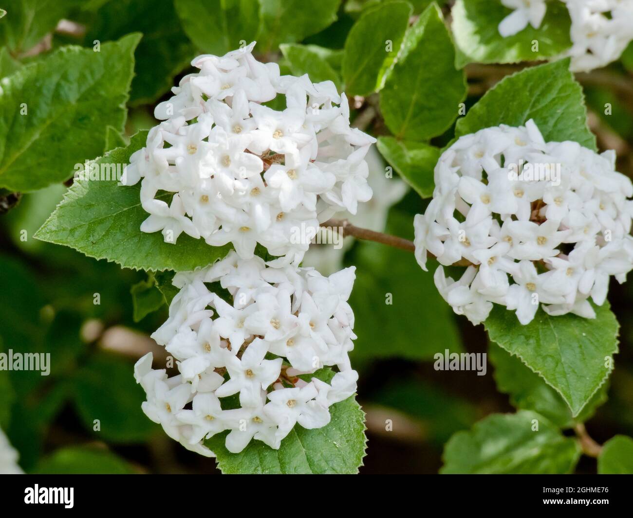 Viburnum carlesii Stock Photo - Alamy