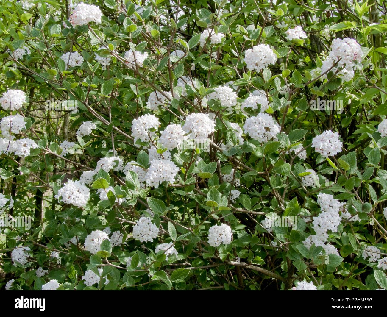 Viburnum_carlesii hi-res stock photography and images - Alamy