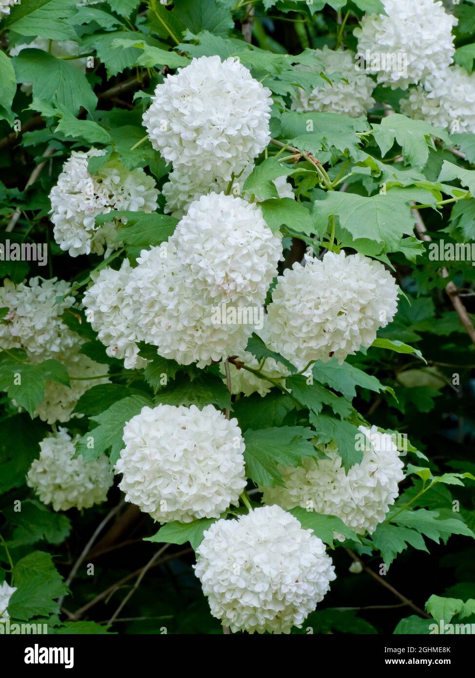 Viburnum opulus 'Roseum' Stock Photo - Alamy
