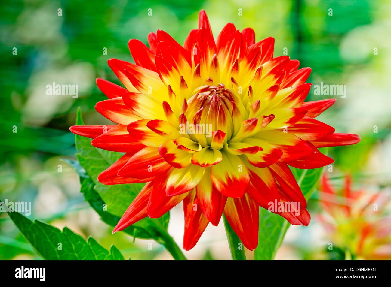 Dahlia 'Isadora' in bloom in a garden Stock Photo - Alamy