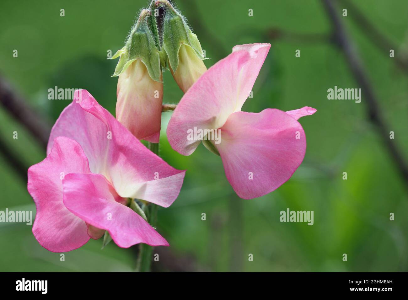 Pink sweet pea, Lathyrus odoratus of unknown variety, flowers in close ...