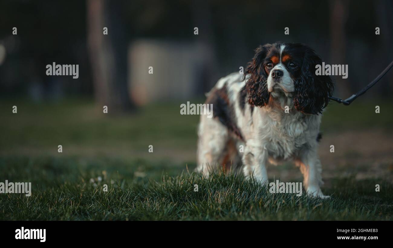 Fluffy adorable Cavalier King Charles Spaniel dog walking on the grassy ...