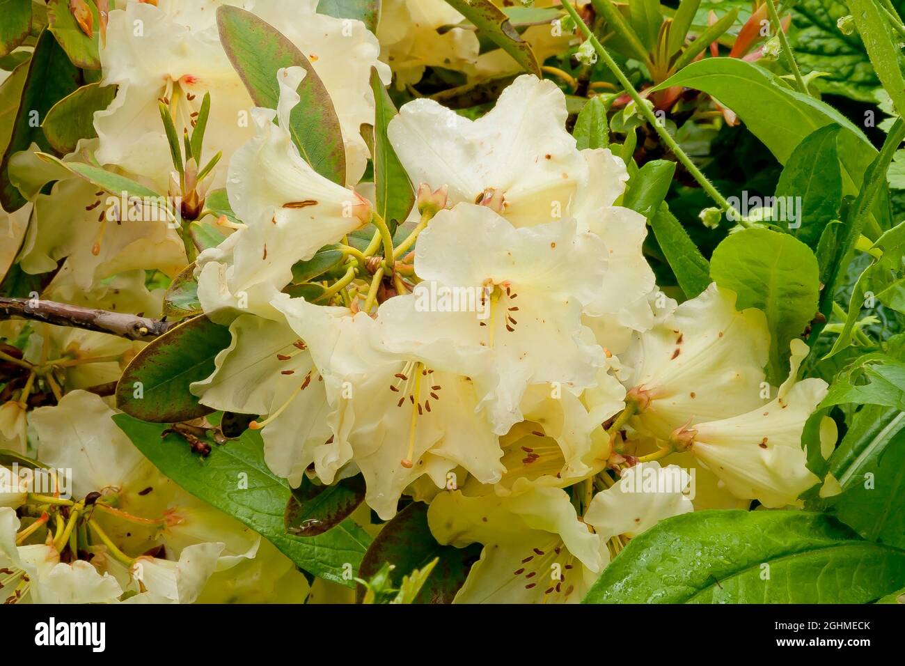 Rhododendron in bloom in a garden Stock Photo - Alamy