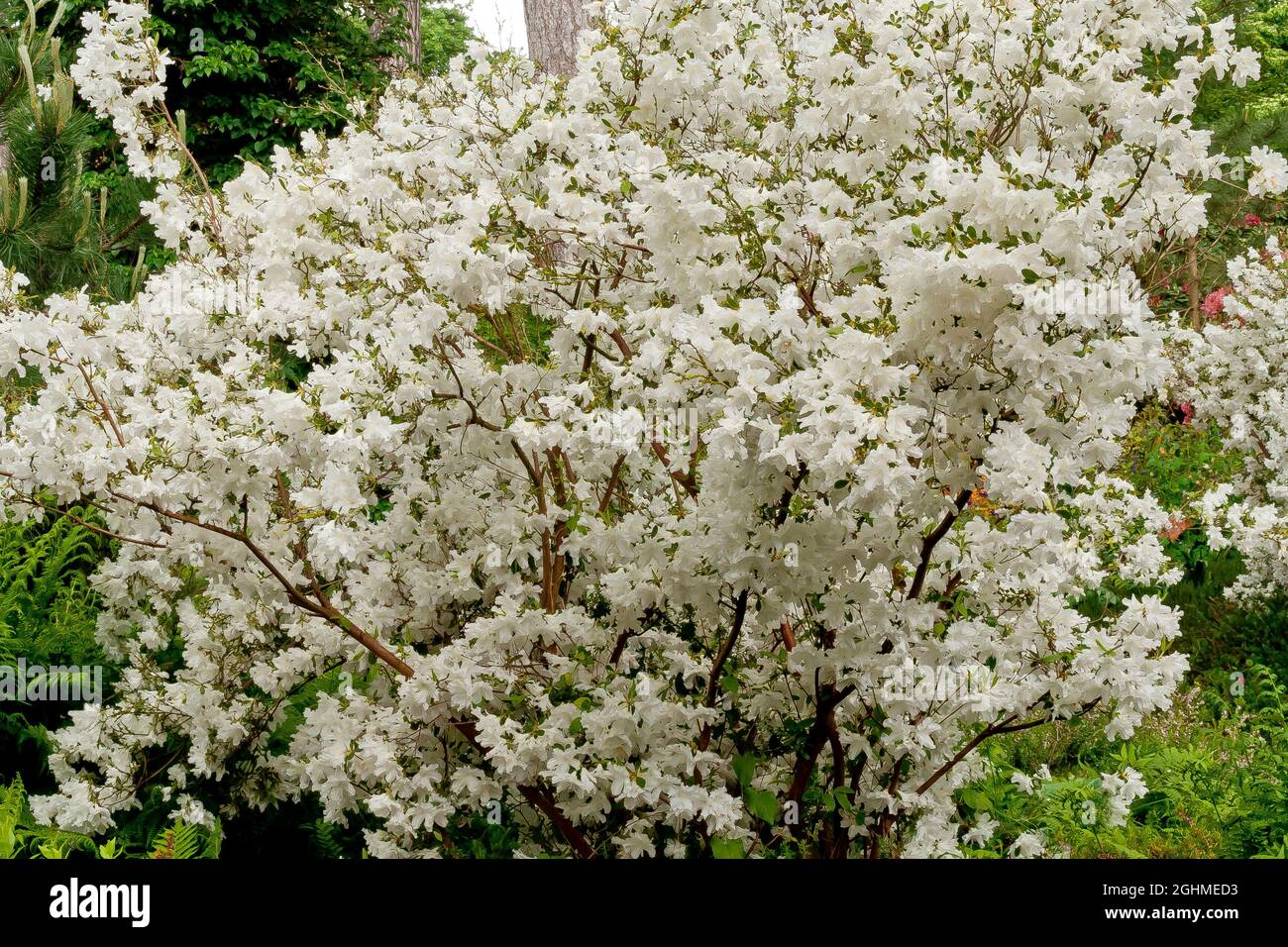 Japanese azalea 'Palestrina' in bloom in a garden Stock Photo - Alamy