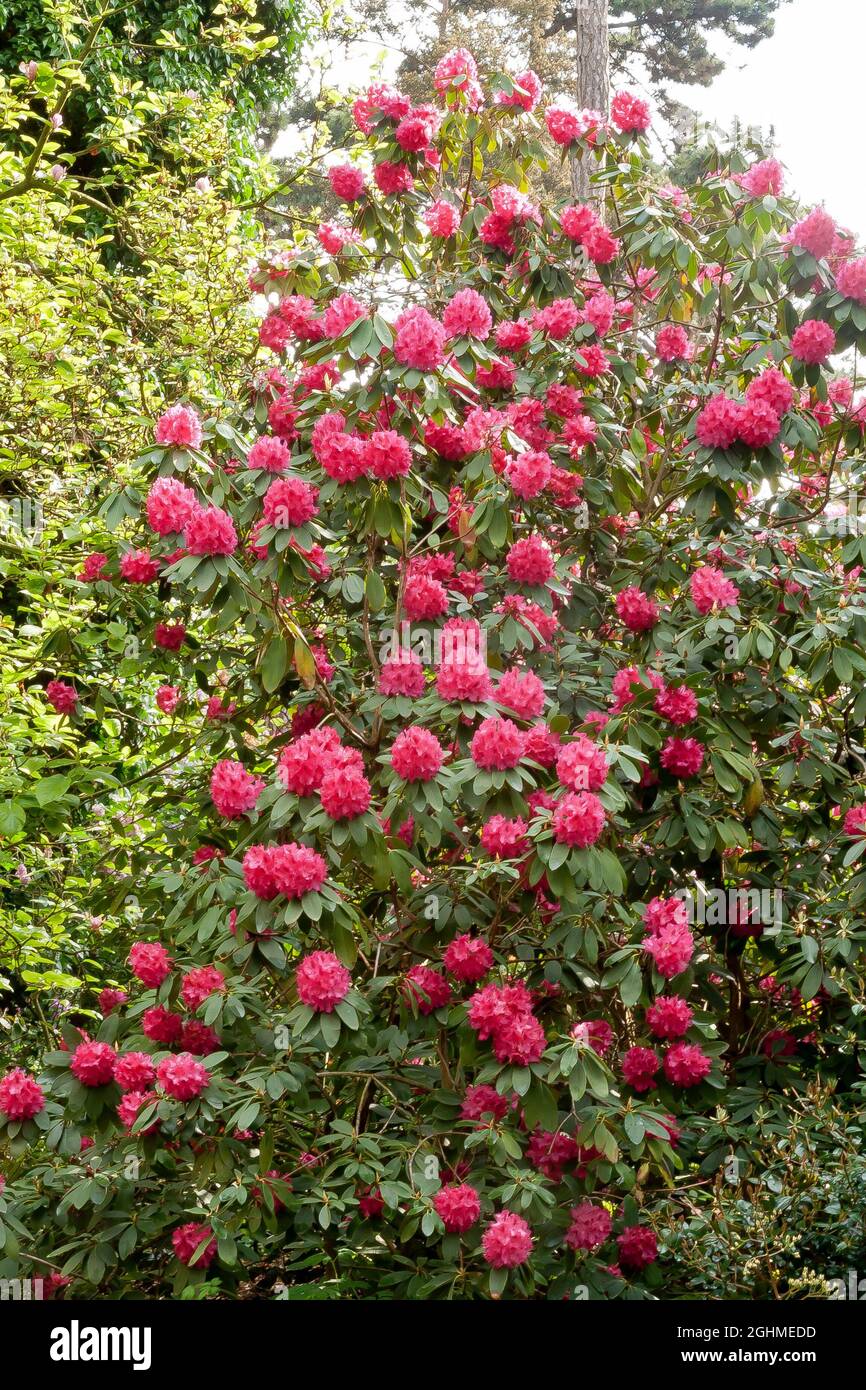 Rhododendron 'Cynthia' in bloom at Pard Floral de Vincennes Gardens ...
