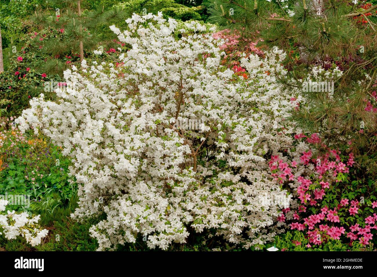 White azalea japonicum hi-res stock photography and images - Alamy