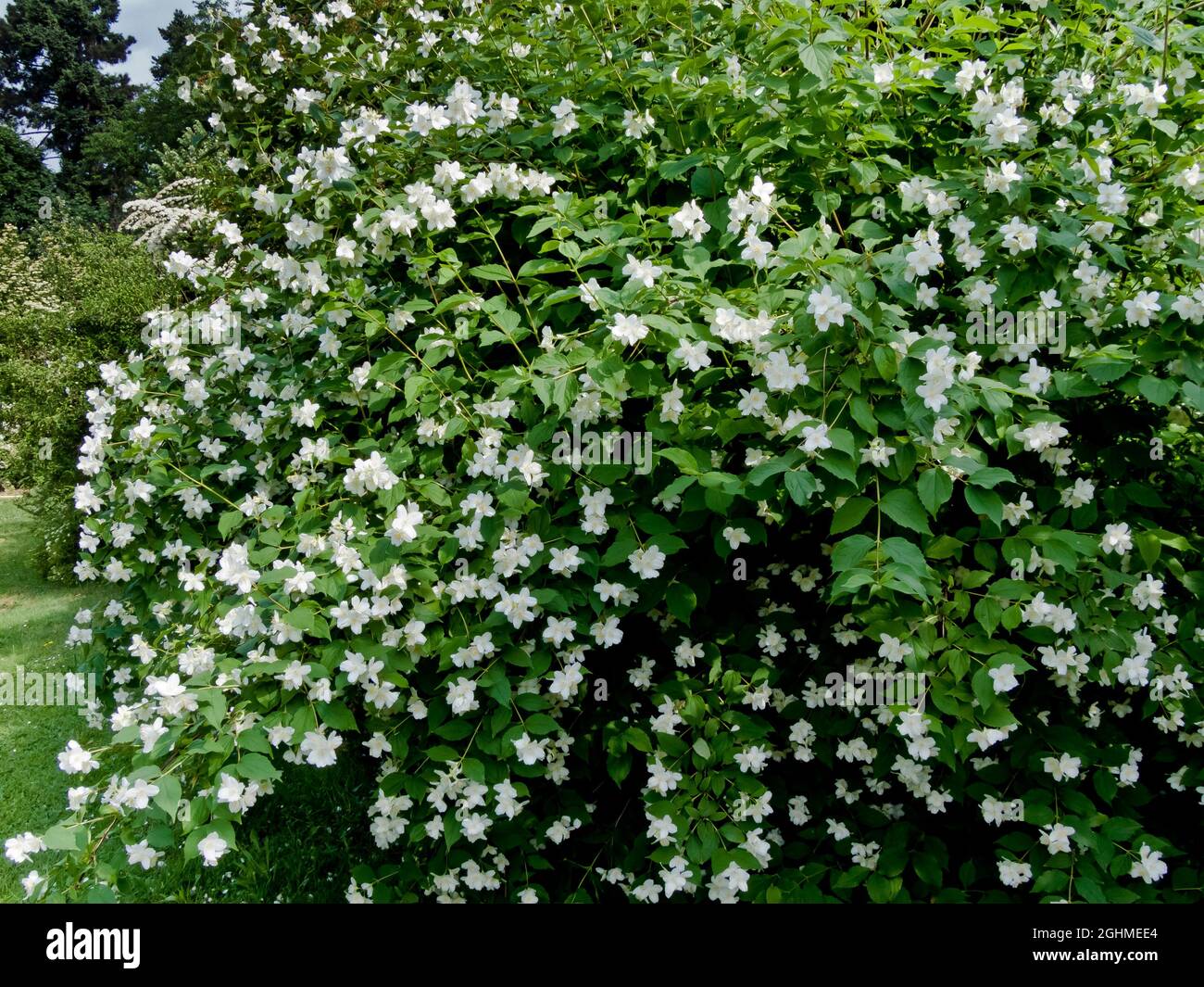 Philadelphus virginalis 'Natchez' Stock Photo - Alamy