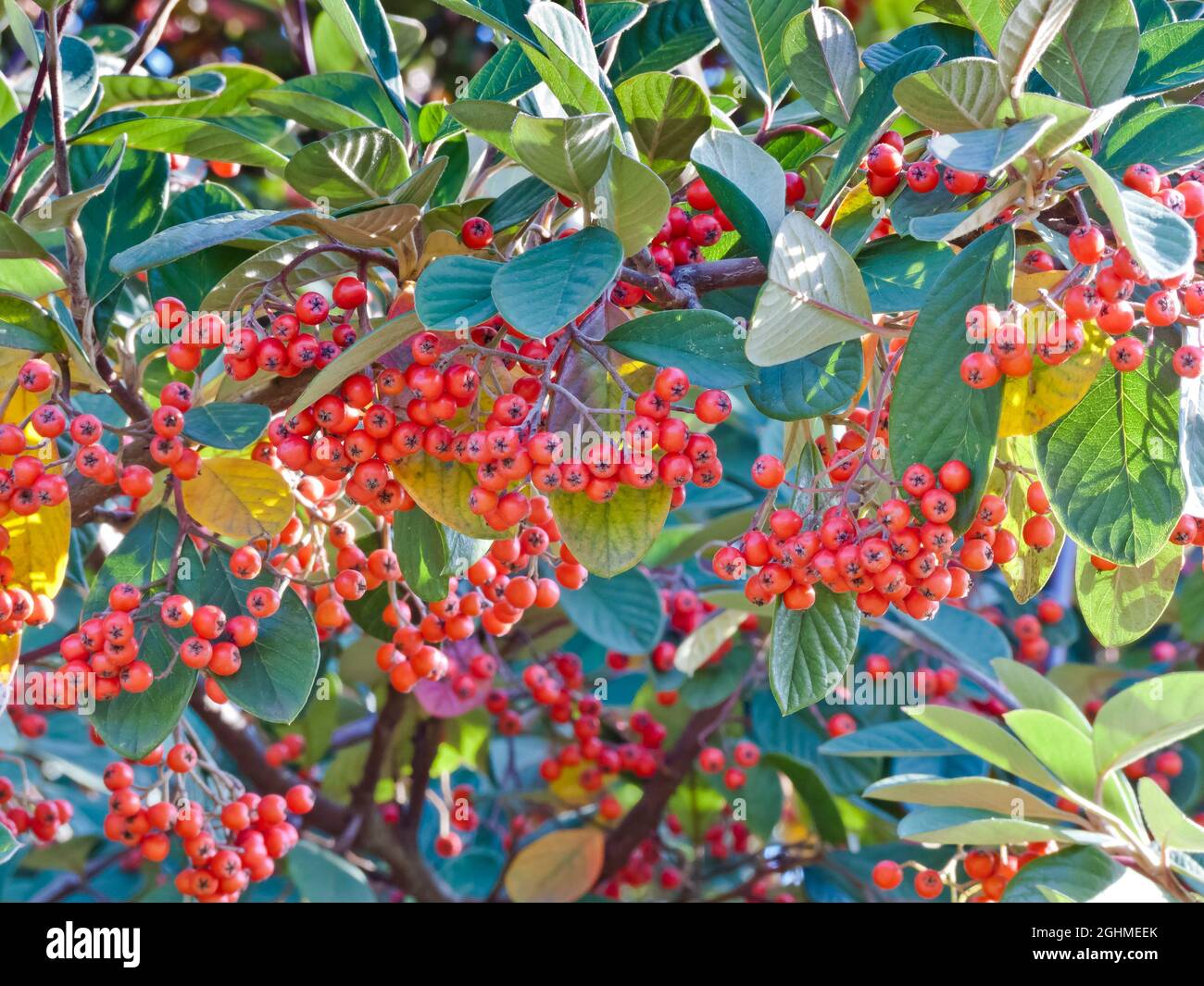 Cotoneaster sp hi-res stock photography and images - Alamy