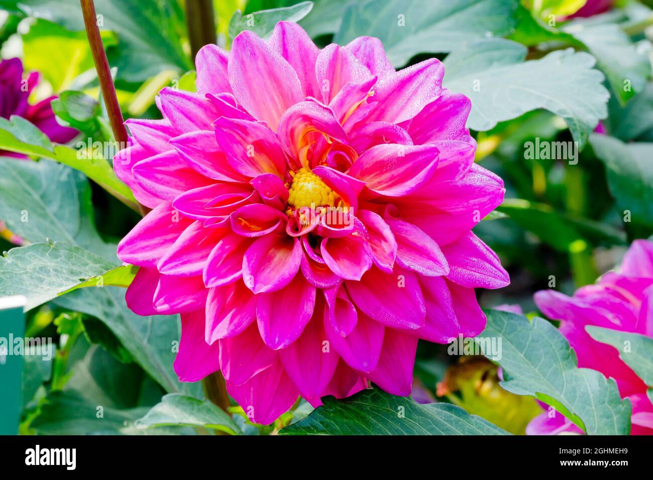 Dahlia 'Mignonne' in bloom in a garden Stock Photo - Alamy