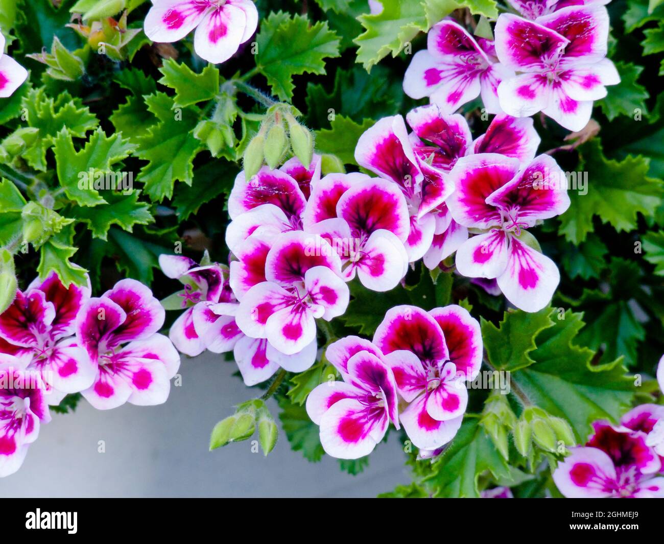 Lemon-scented pelargonium 'Angel Eyes' in bloom in a garden Stock Photo ...