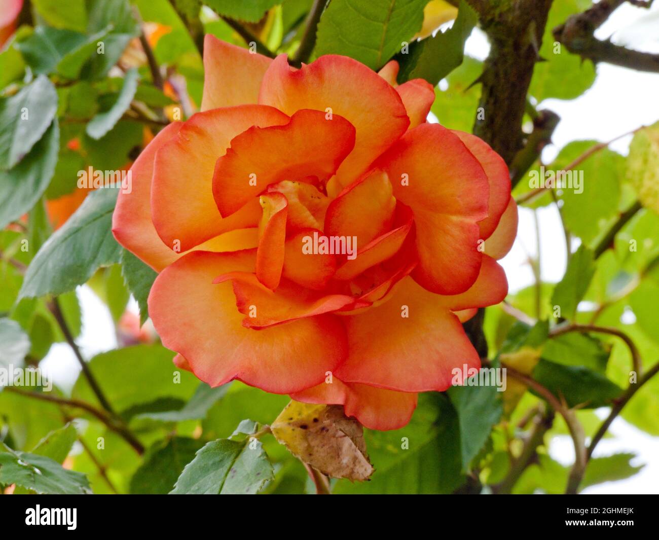 Rose tree 'Arielle Dombasle' in bloom in a garden Stock Photo - Alamy