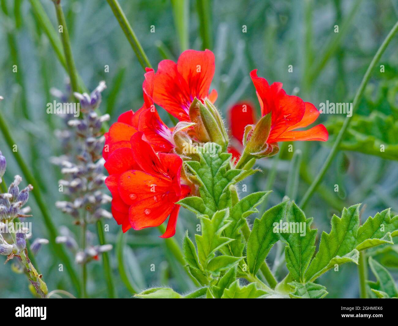 Pelargonium 'Claret Rock Unique' in bloom in a garden Stock Photo - Alamy