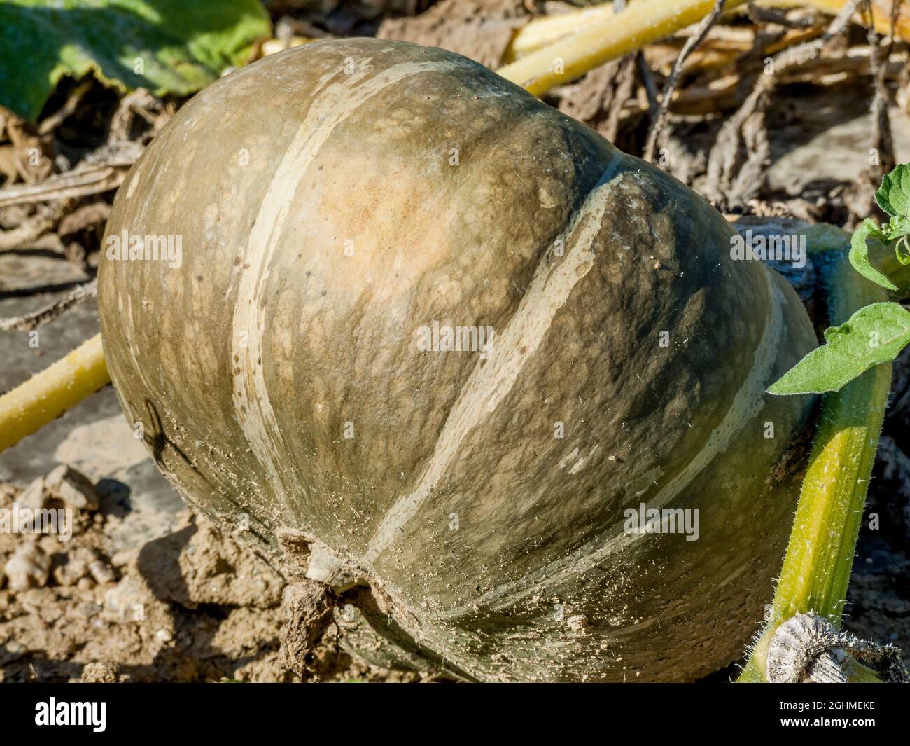 Squashes cucurbita sp hi-res stock photography and images - Alamy