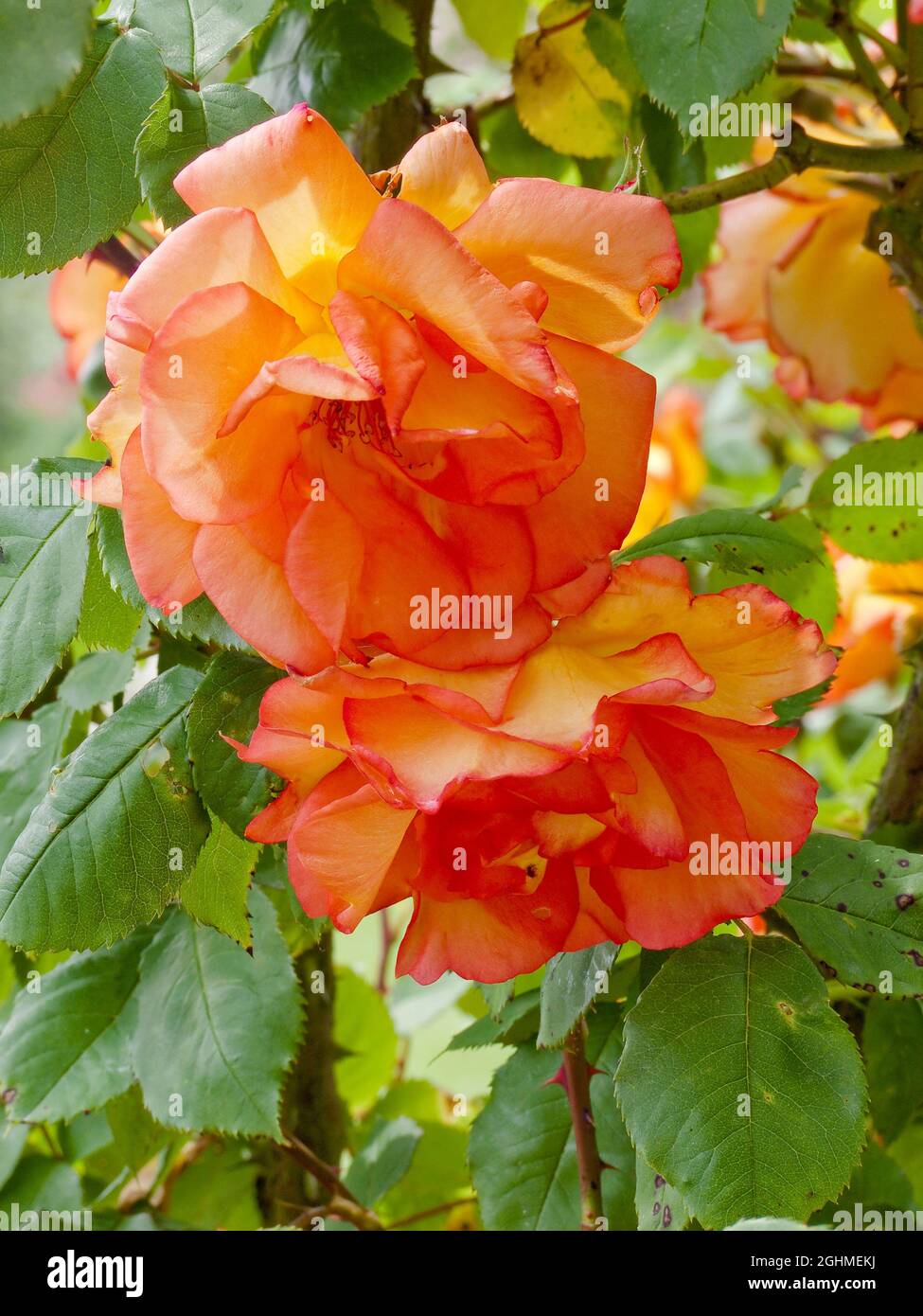 Rose tree 'Arielle Dombasle' in bloom in a garden Stock Photo - Alamy