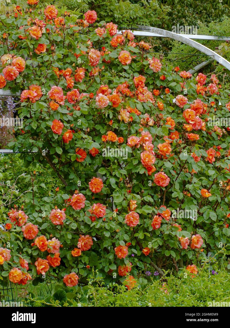 Rose tree 'Arielle Dombasle' in bloom in a garden Stock Photo - Alamy