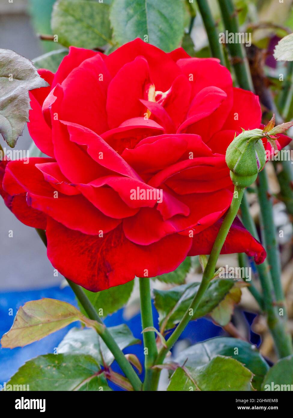 Rose tree 'Nina Weibull' in bloom in a garden Stock Photo - Alamy