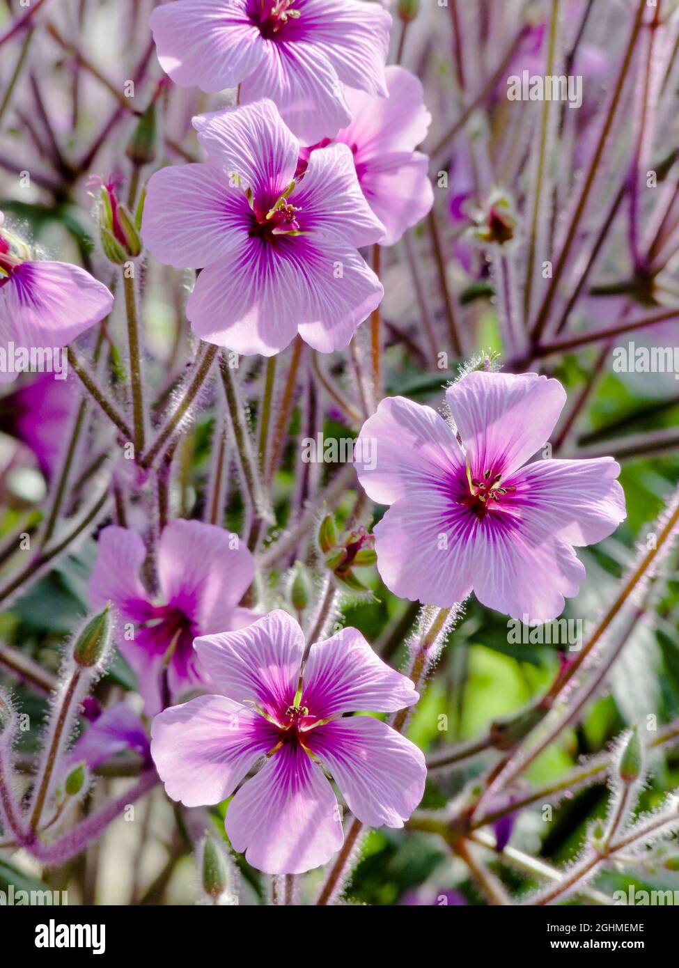 Madiera cranesbill hi-res stock photography and images - Alamy