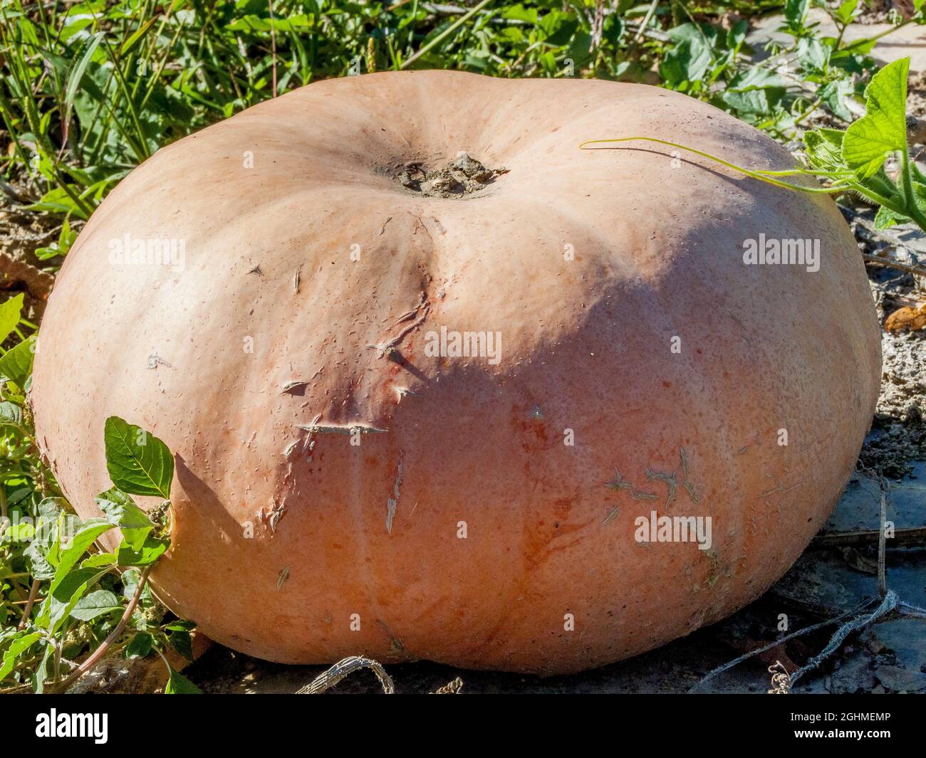Cucurbita maxima giromon 'Galeux d'Eysine' Stock Photo - Alamy
