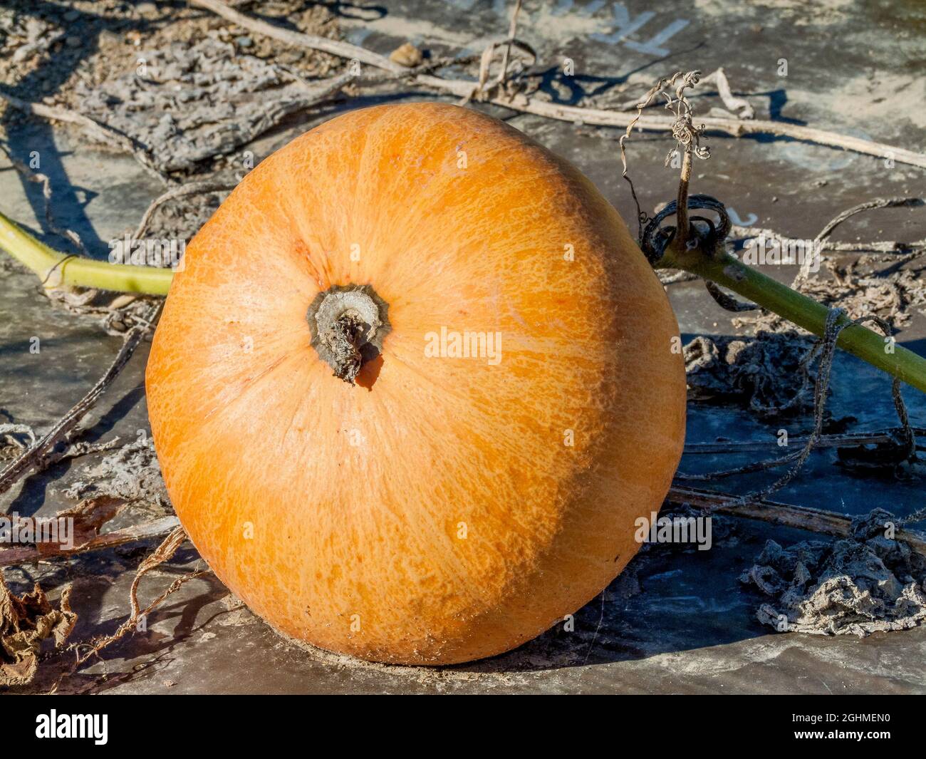 Cucurbita Maxima High Resolution Stock Photography and Images - Alamy