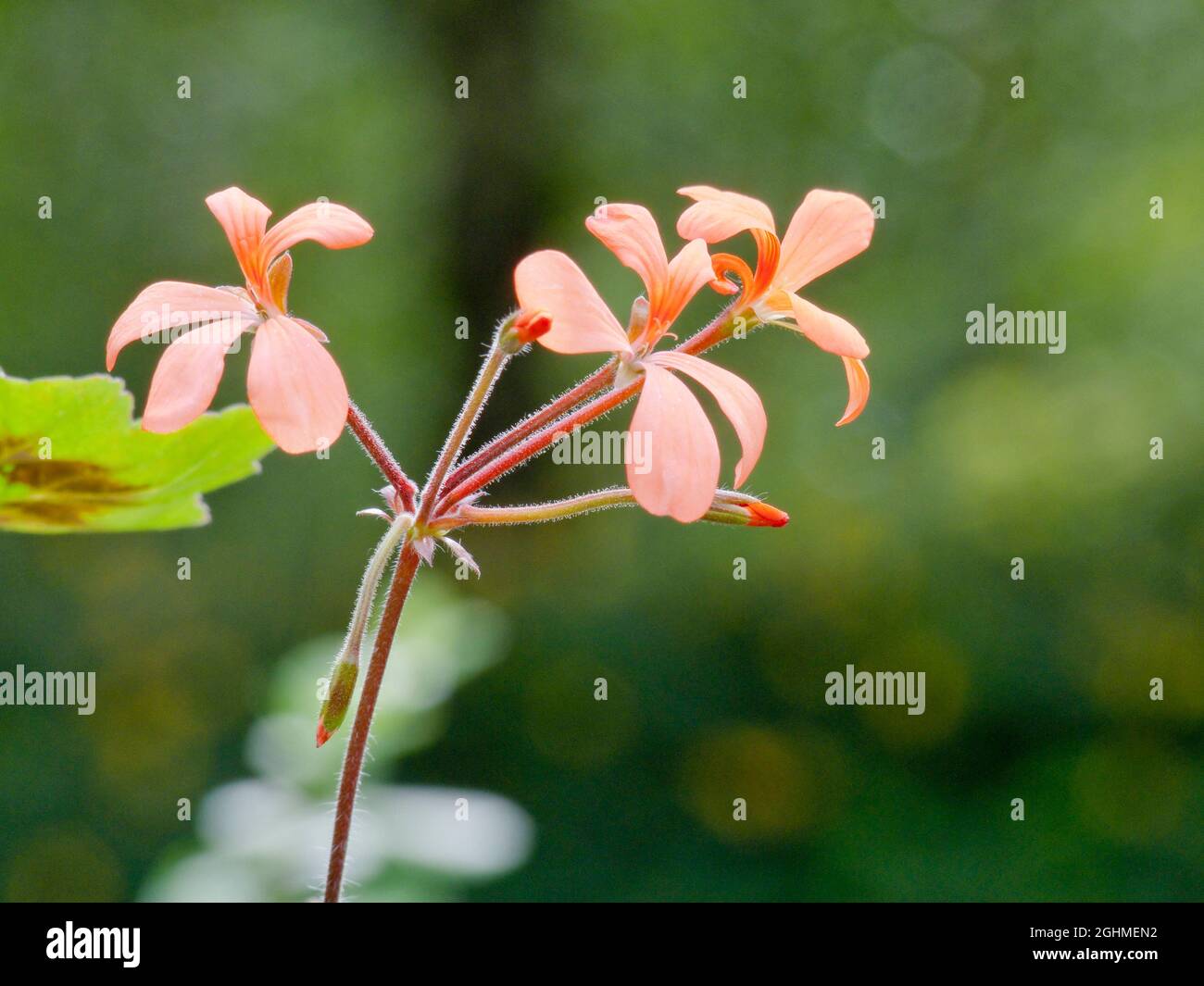 Boart hi-res stock photography and images - Alamy