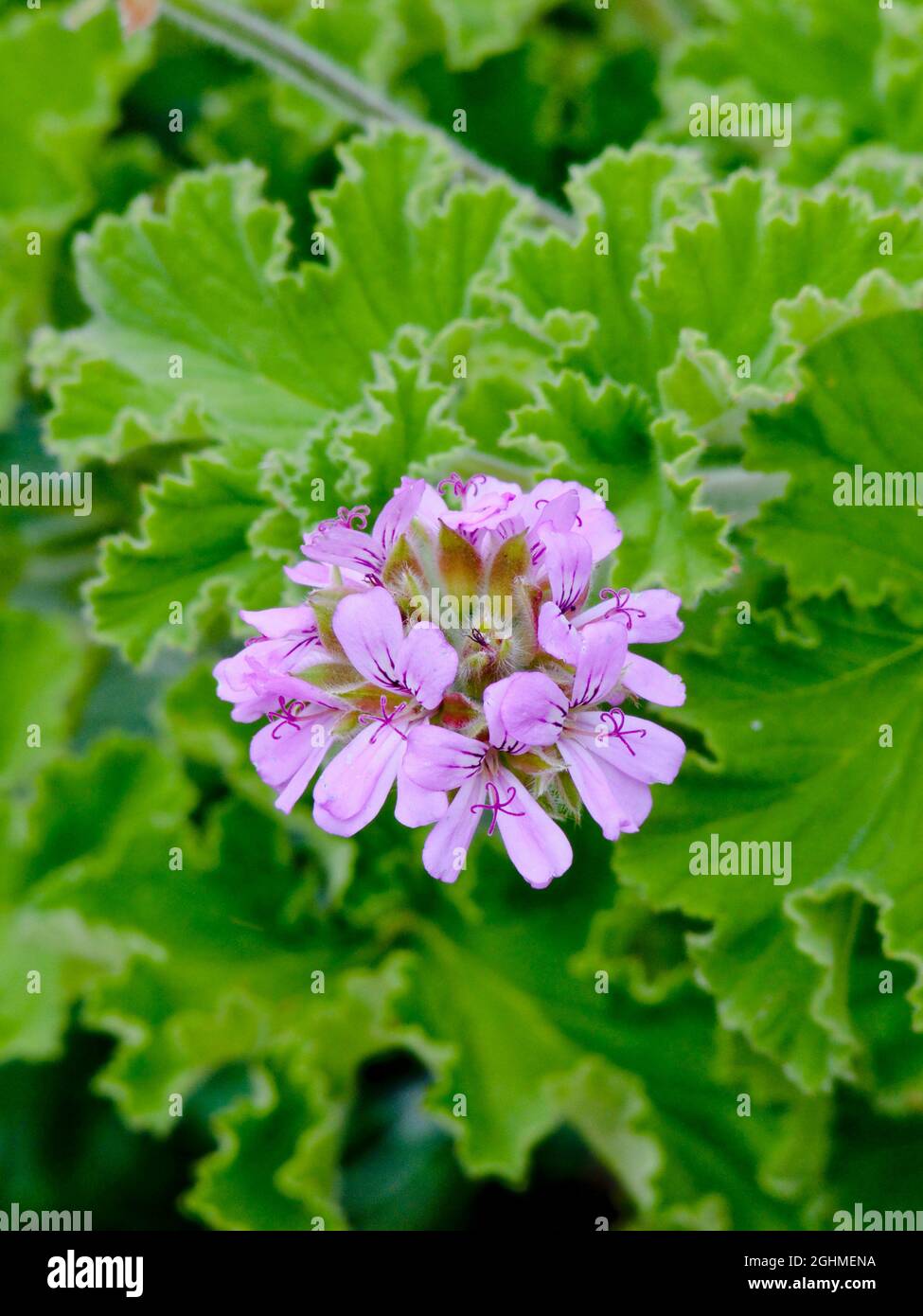 Pelargonium capitatum hi-res stock photography and images - Alamy