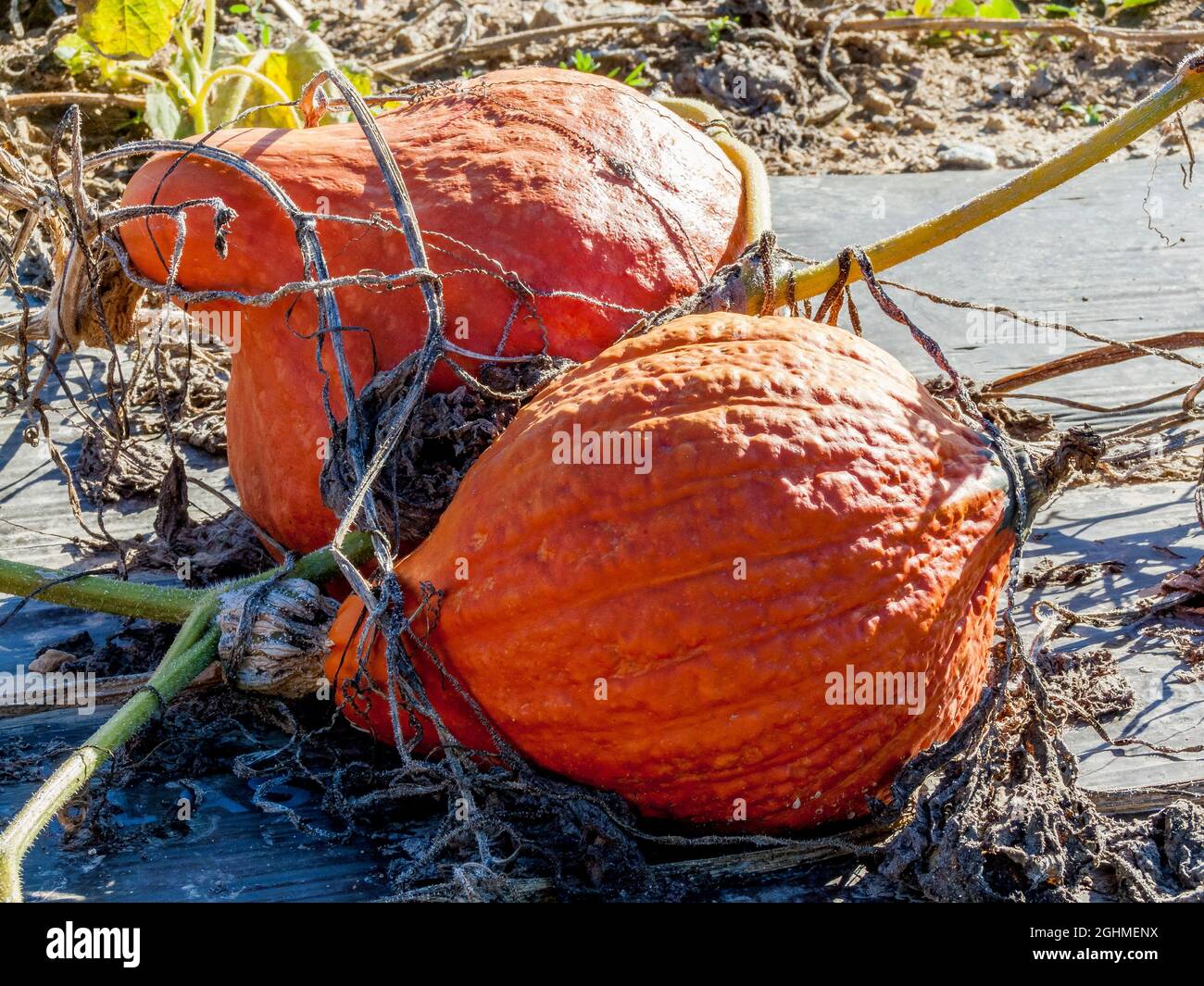 Cucurbita turbaniformis hi-res stock photography and images - Alamy