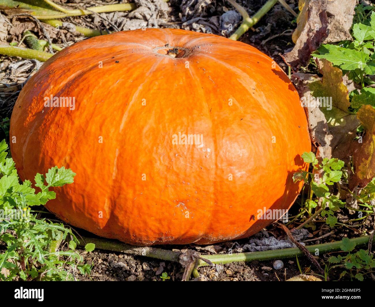 Potiron Jaune Gros de Paris Stock Photo - Alamy