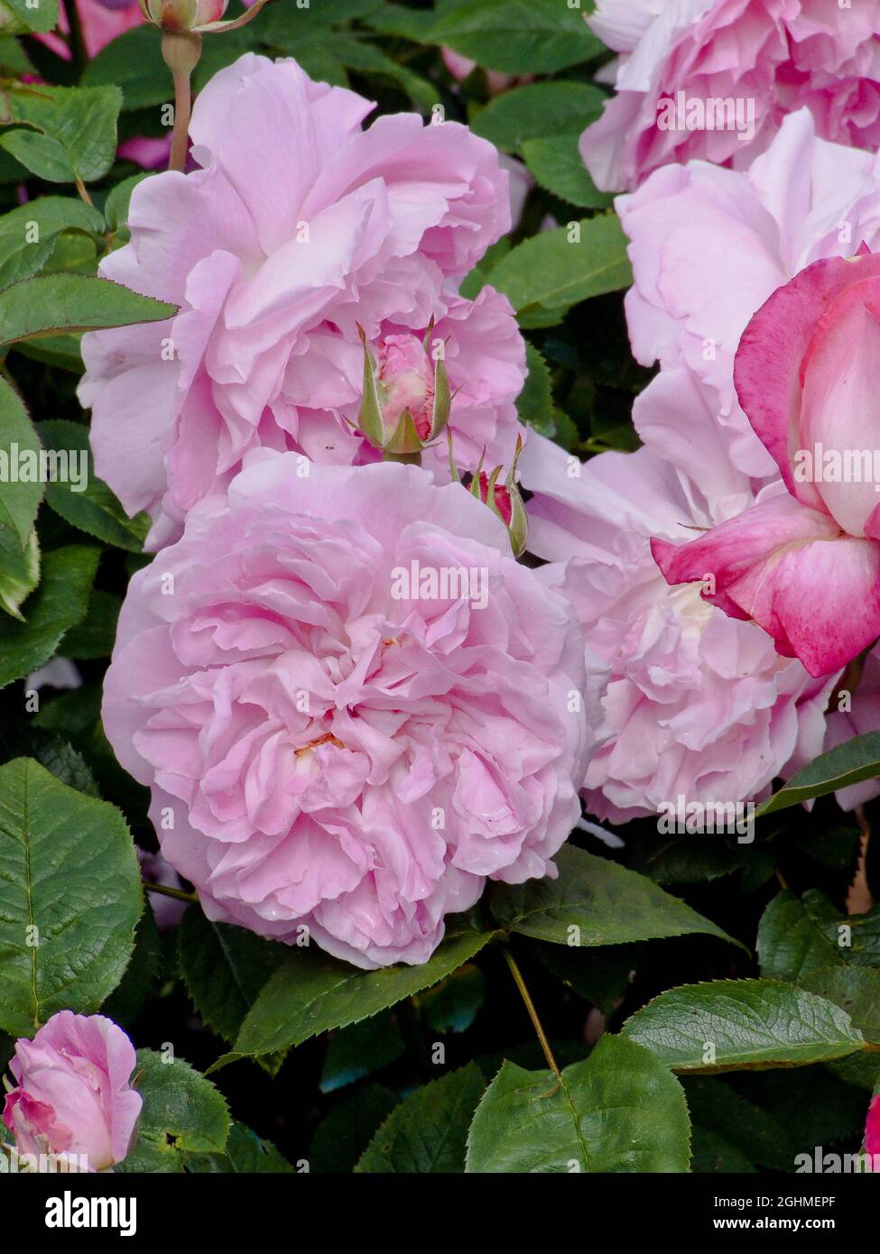 Rose tree 'Mary Rose' in bloom in a garden Stock Photo - Alamy