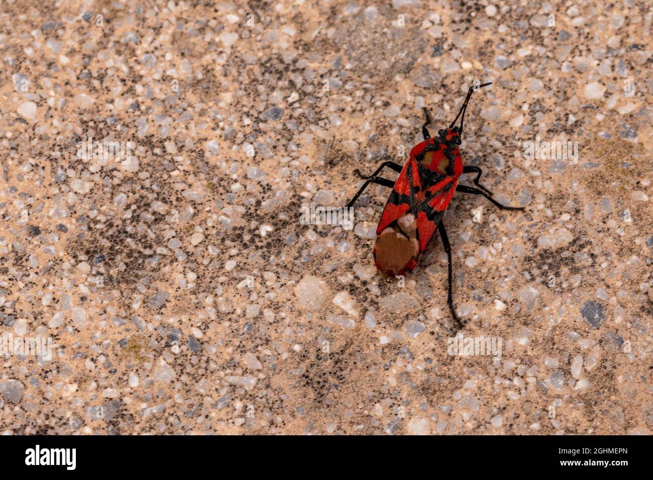 Spilostethus pandurus hi-res stock photography and images - Alamy