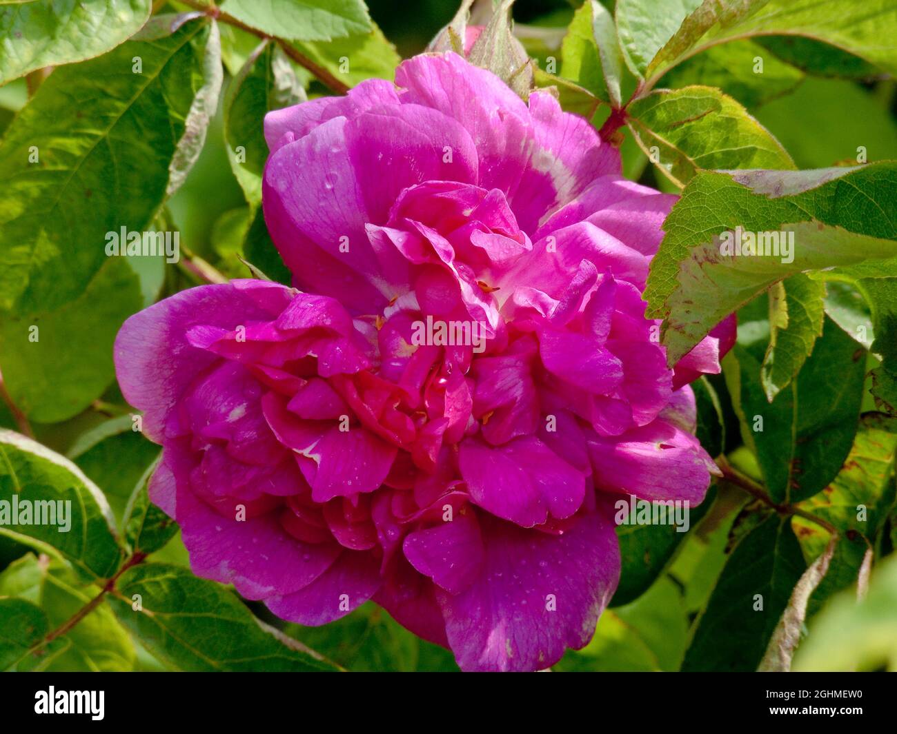 Rose tree 'Rose du Roi' in bloom in a garden Stock Photo - Alamy