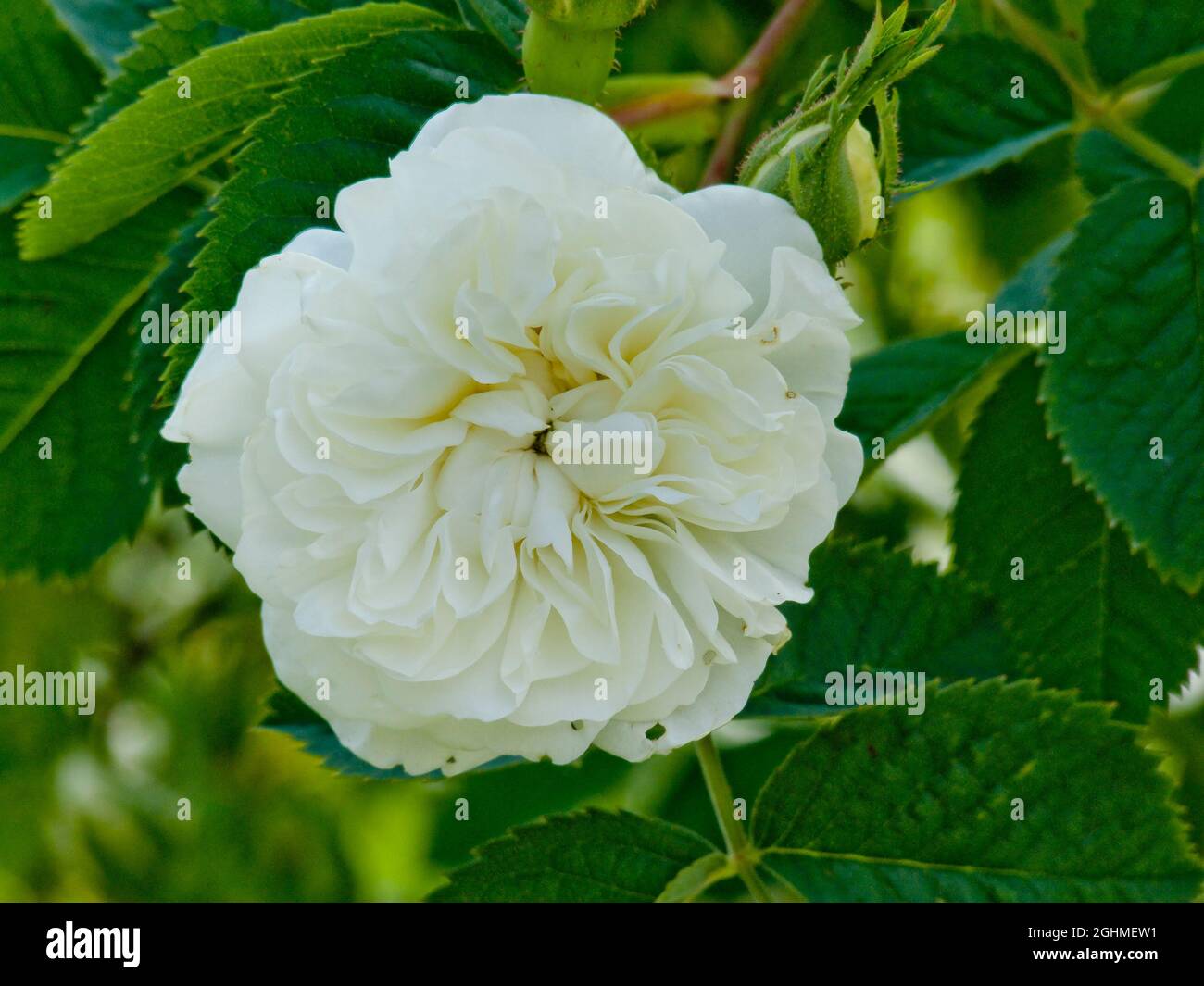 Rosa alba hi-res stock photography and images - Alamy