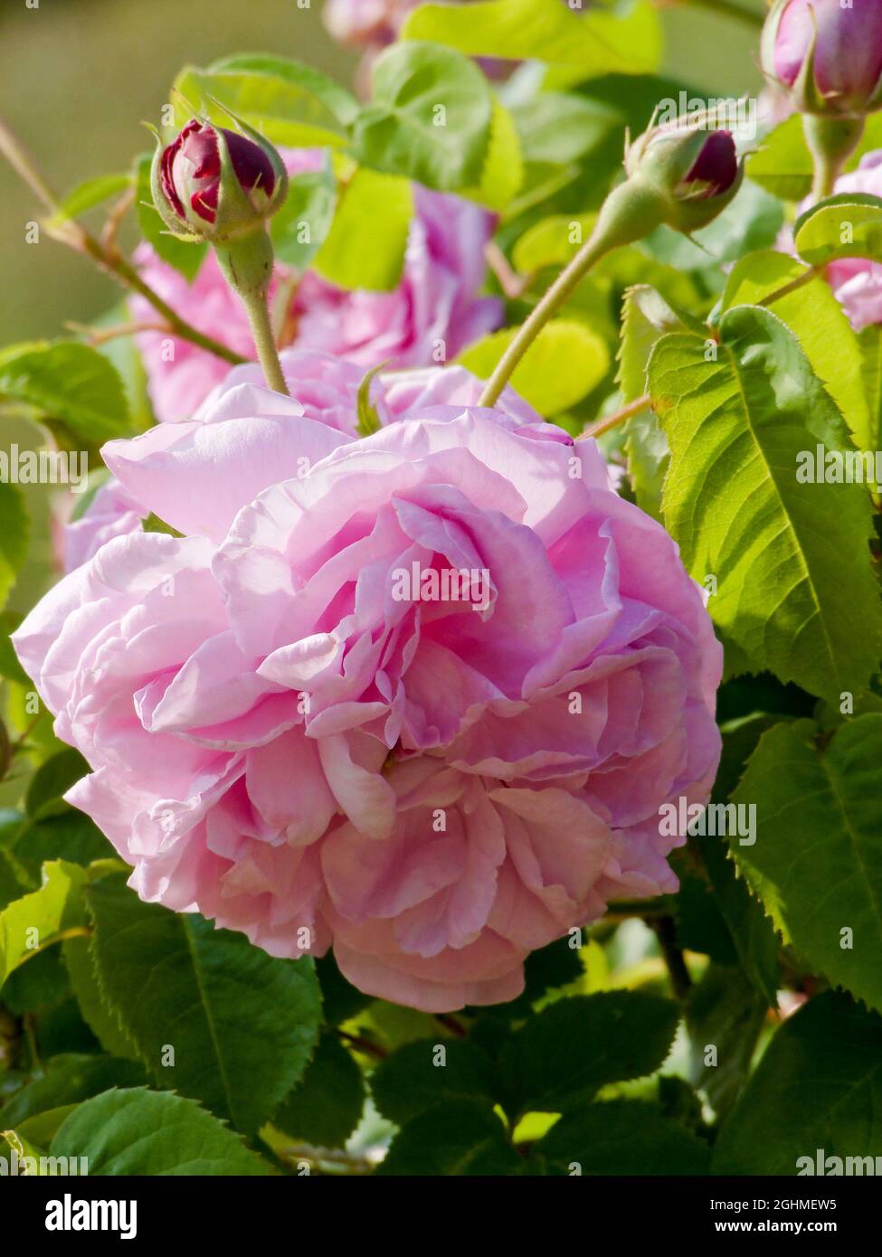 Gonella hi-res stock photography and images - Alamy