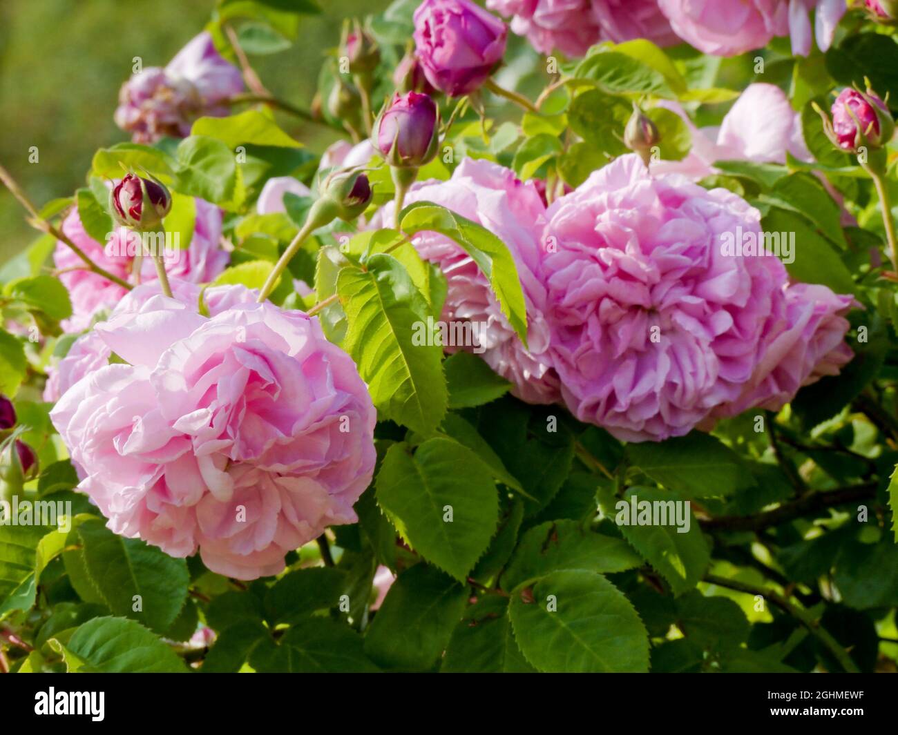 Gonella hi-res stock photography and images - Alamy