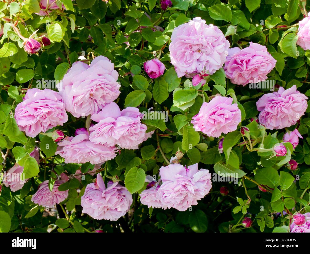 Rose tree 'Baron J.B. Gonella' in bloom in a garden Stock Photo - Alamy