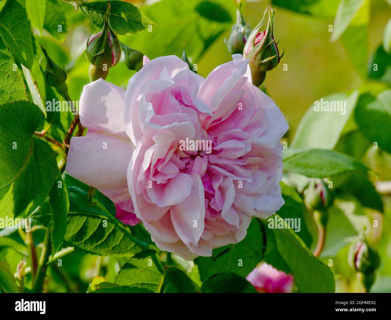 Rose tree 'Jacques Amyot' in bloom in a garden Stock Photo - Alamy